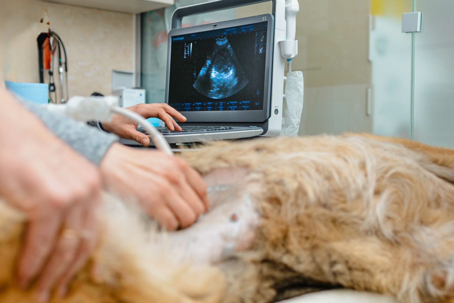 Abdominal Ultrasound - Pet Ultrasound Partners